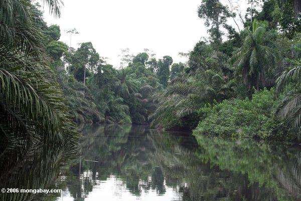 Gabon - Forestry - Program for the expansion of protected areas and the ...